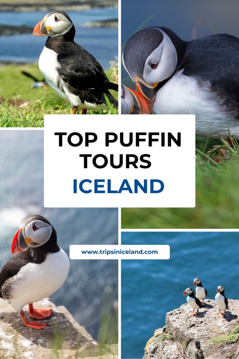 Ultimate Guide to Puffin Tours in Iceland